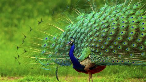 Peacock Large Academy Of Ancient Reflexology