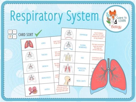 Respiratory System Card Sort Ks34 Teaching Resources