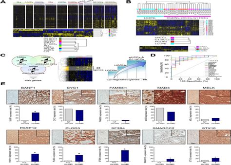 C Ebp Homologous Protein Induced Loss Of Intestinal Epitheli Hepatology