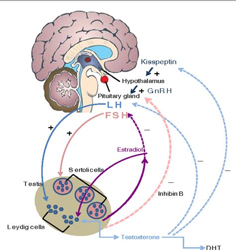 Figure From The Association Of Testosterone Sleep And Sexual Function In Men And Women