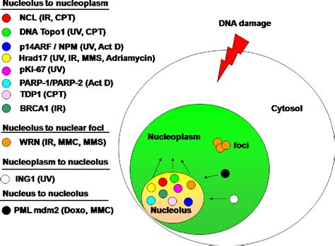 Figure 1 From The Nucleolus Takes Control Of Protein Trafficking Under Cellular Stress