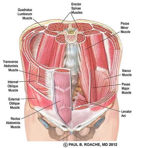 Core Muscles Diagram