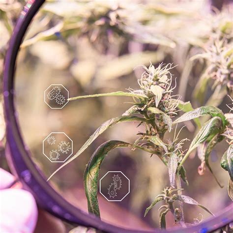 Pathogen Identification Pid