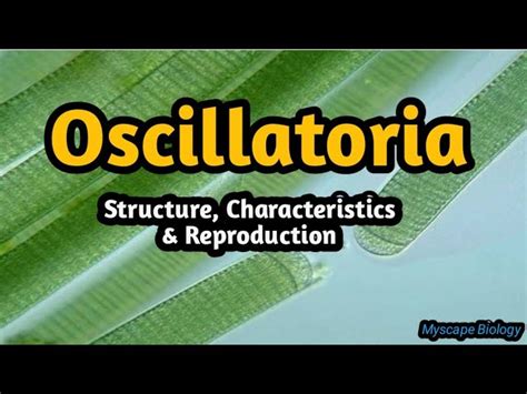 Oscillatoria Structure