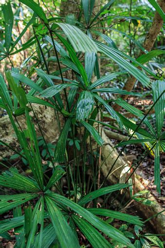 베트남 숲에서 식물 세계의 다양성 베트남 정글에서 자라나는 식물 0명에 대한 스톡 사진 및 기타 이미지 0명 가을 갈색 Istock