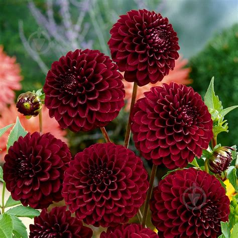 ᐉ Коренебульба Яскрава Жоржина помпонна Rocco 1 шт • Краща ціна в Києві Україні • Купити в