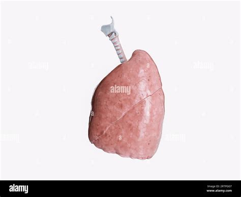 Realistic 3d Illustration Of Internal Human Organ Lungs Isolated On