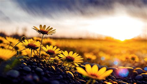 Download Sunset Sunrise Yellow Flowers Royalty Free Stock