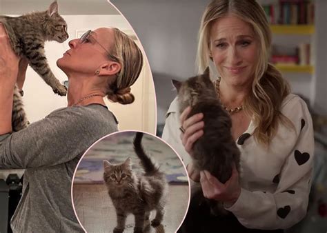 Sarah Jessica Parker Adopted That Ajlt Rescue Kitten For Real Perez