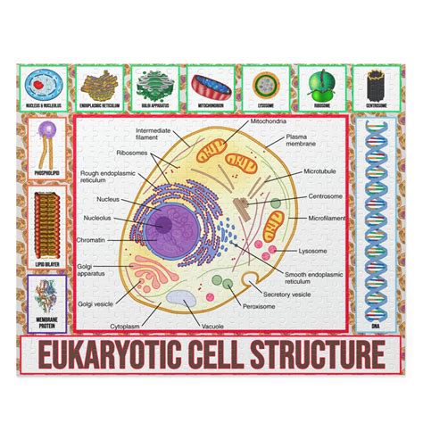 Cell Structure Puzzle Science Puzzles Cell Biology Puzzles Eukaryotic Cell Structure Puzzle