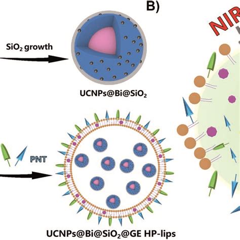 Schematic Diagram Of Ucnps Bi Sio2 Ge Hp Lips For Nir Triggered Drug Download Scientific