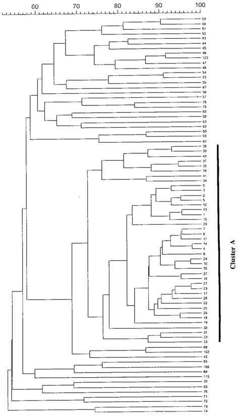 Dendrogram Illustrating The Relatedness Of 81 Pfge Types The Numbers