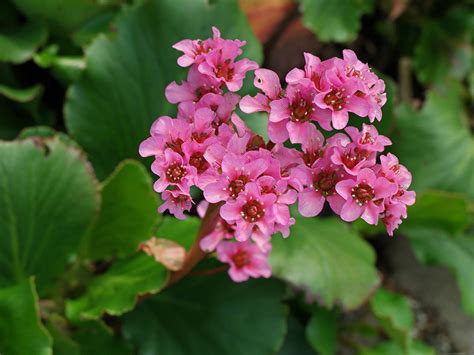 Бадан толстолистный - Bergenia crassifolia - ORGANICLAWN