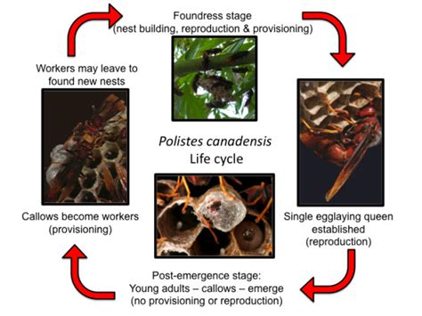 Asian Giant Hornet Life Cycle