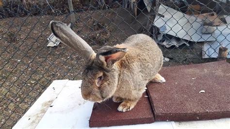 გერმანული რიზენის მამალი Youtube