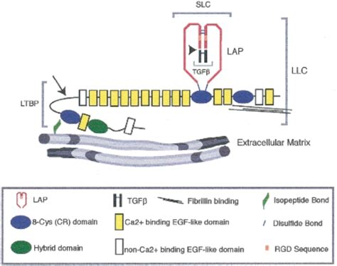 東京大学・分子病理｜annual Report 2007より