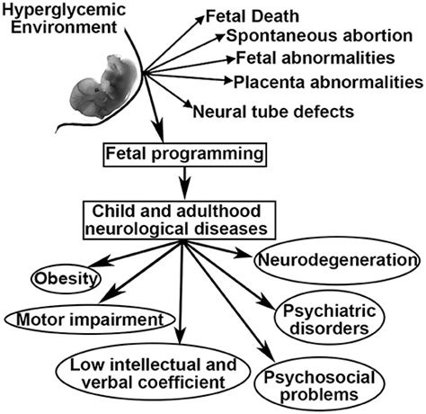 Frontiers Maternal Diabetes And Fetal Programming Toward Neurological Diseases Beyond Neural