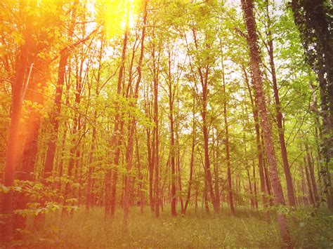 무료 이미지 나무 분기 목초지 햇빛 아침 가을 시즌 낙엽 작은 숲 삼림지 서식지 생태계 생체 자연 환 경 대기 현상 우디 식물 온화한 넓은