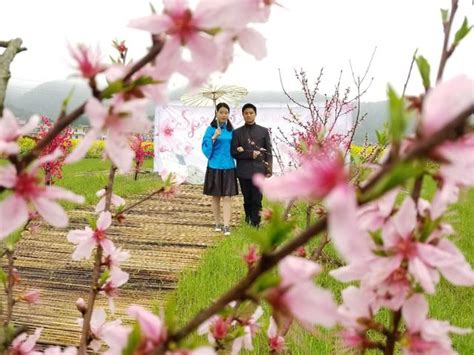 2018湖南首届油菜花节衡阳县开幕 76万亩花海春色撩人 大湘网 腾讯网