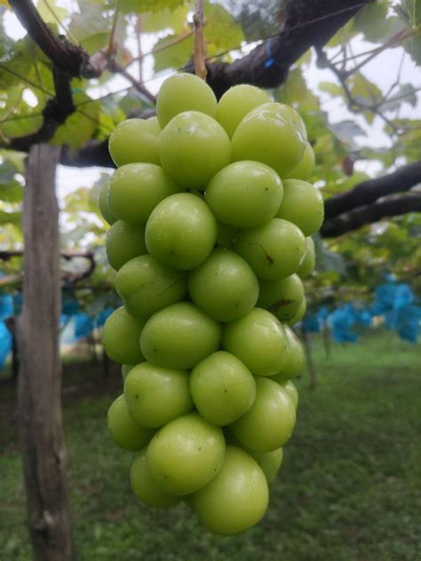 シャインマスカットご家庭用 1 5kg メルカリ