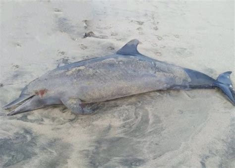 Encuentran Un Delfín Muerto Y Golpeado En Playa De Tecpan El Sur