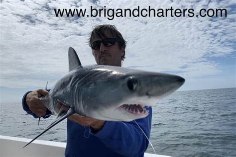 Porbeagle Shark Caught Off Sussex Coast Catch Dellights And Stuns Anglers