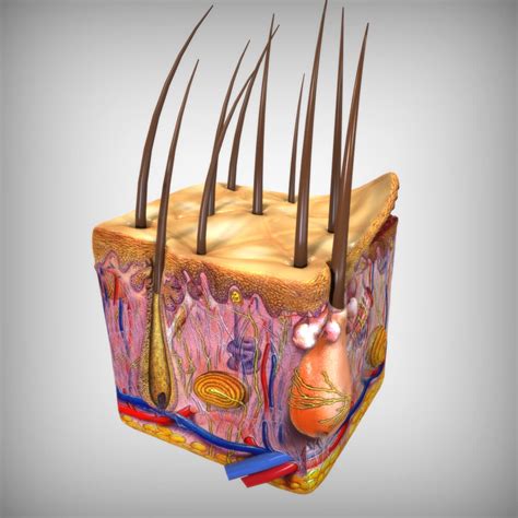 Skin Anatomy 3d Model By Azulutak
