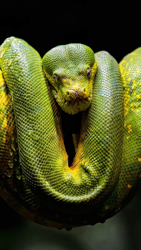 Python Snake Wallpapers 34 Images Wallpapercat