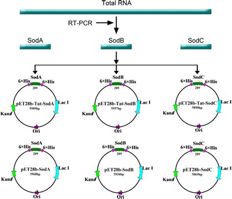 Schematic Diagram Of Prokaryotic Expression Vector Construction Download Scientific Diagram