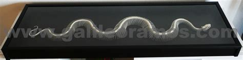 Python Molurus Bivittatus Juvenile Skeleton N1 Galileo Ramos Art