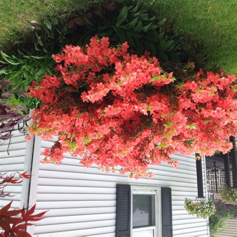 How To Prune Azaleas 8 Steps With Pictures WikiHow