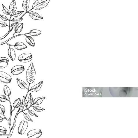 새겨진 피스타치오 너트와 가지가 있는 배경 손으로 그린 벡터 카드 그림입니다 유기농 식품 성분 수확 이미지는 인공 지능 소프트웨어를 사용하지 않고 생성됩니다 건강한 식생활에