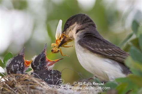 Eastern Kingbird Nesting Grasshopper For Breakfast Daniel Lims Nature Wildlife Macro And
