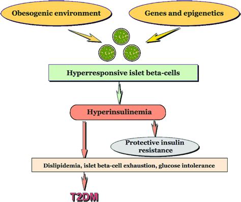 A Conceptual Framework That Views Insulin Hypersecretion As The Download Scientific Diagram