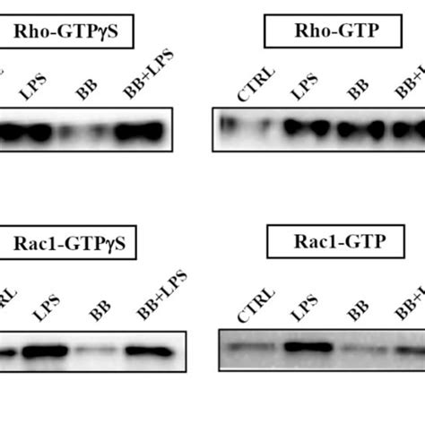 Pull Down Assay Of Rho And Rac1 Proteins Bv 2 Cells Treated With 10 Download Scientific