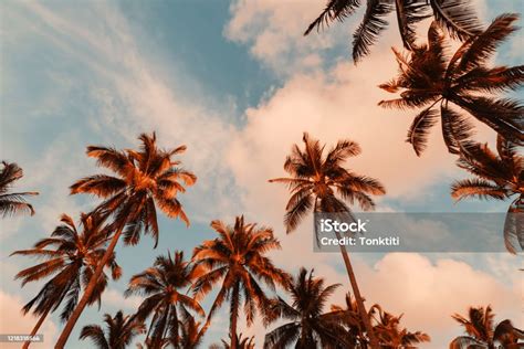 일몰 하늘과 구름 추상적 인 배경에 태양 빛 실루엣 열대 야자수의 공간을 복사합니다 0명에 대한 스톡 사진 및 기타 이미지 0명 관목 구름 Istock