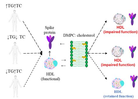 High Density Lipoprotein Function Is Modulated By The Sars Cov 2 Spike