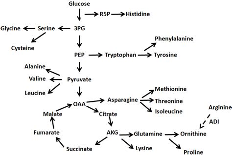 Schematic Representation Of Precursor Relationship Between Amino Acids