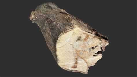 3d Scan Tree Trunk In Highpoly Model Turbosquid 2202202