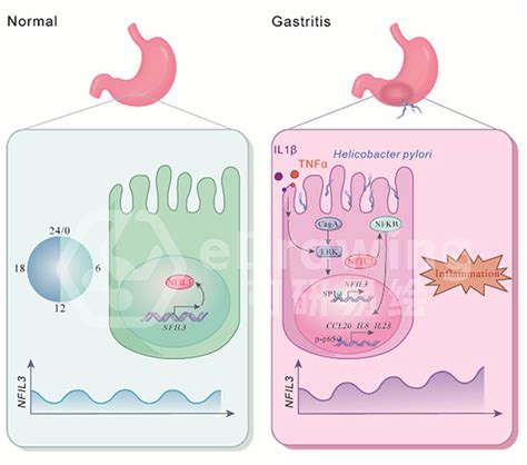 配图作品 长沙可研易绘信息科技有限公司 科研绘图 期刊封面设计 论文插图设计 科学动画 绘图培训
