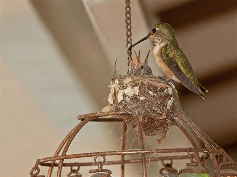 ruby throated hummingbird nesting behavior eggs … birdfact