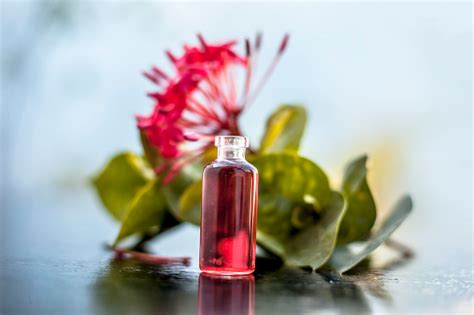 붉은 색 Pentas 꽃 또는 작은 투명 유리 병에 추출 된 유익한 꽃 에센스 또는 에센셜 오일과 나무 표면에 이집트 스타 꽃 이나 재 스민 그래피티에 대한 스톡 사진 및