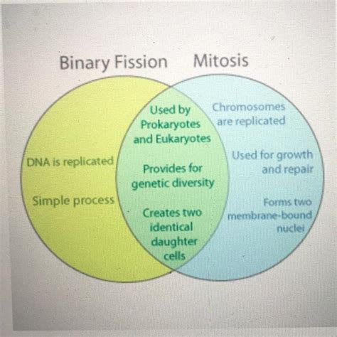 Binary Fission Vs Mitosis