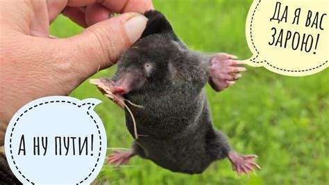 Кошка Морошка поймала крота и выслушала про него лекцию Сова филин Ёль опять послушала про