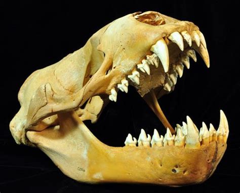 Leopard Seal Skull Educational Image