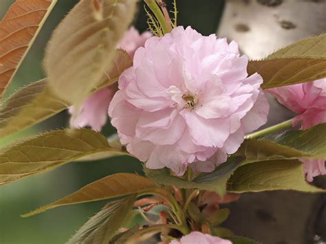 Kwanzan Cherry Tree Care How To Grow A Kwanzan Cherry Tree Gardening Know How