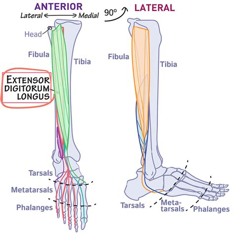Gross Anatomy Glossary Extensor Digitorum Longus Ditki Medical