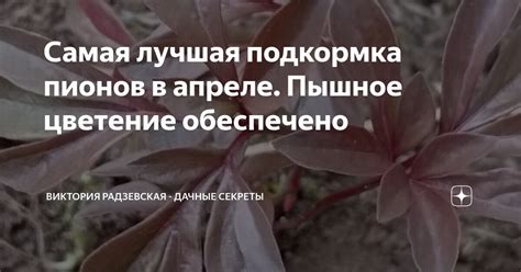 Самая лучшая подкормка пионов в апреле Пышное цветение обеспечено Виктория Радзевская
