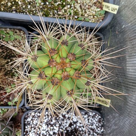 Trichocereus Werdermannianus Live Plant Freaky Cacti