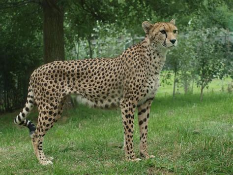 Northwest African Cheetah Saharan Cheetah Filmed At Ahaggar Southern